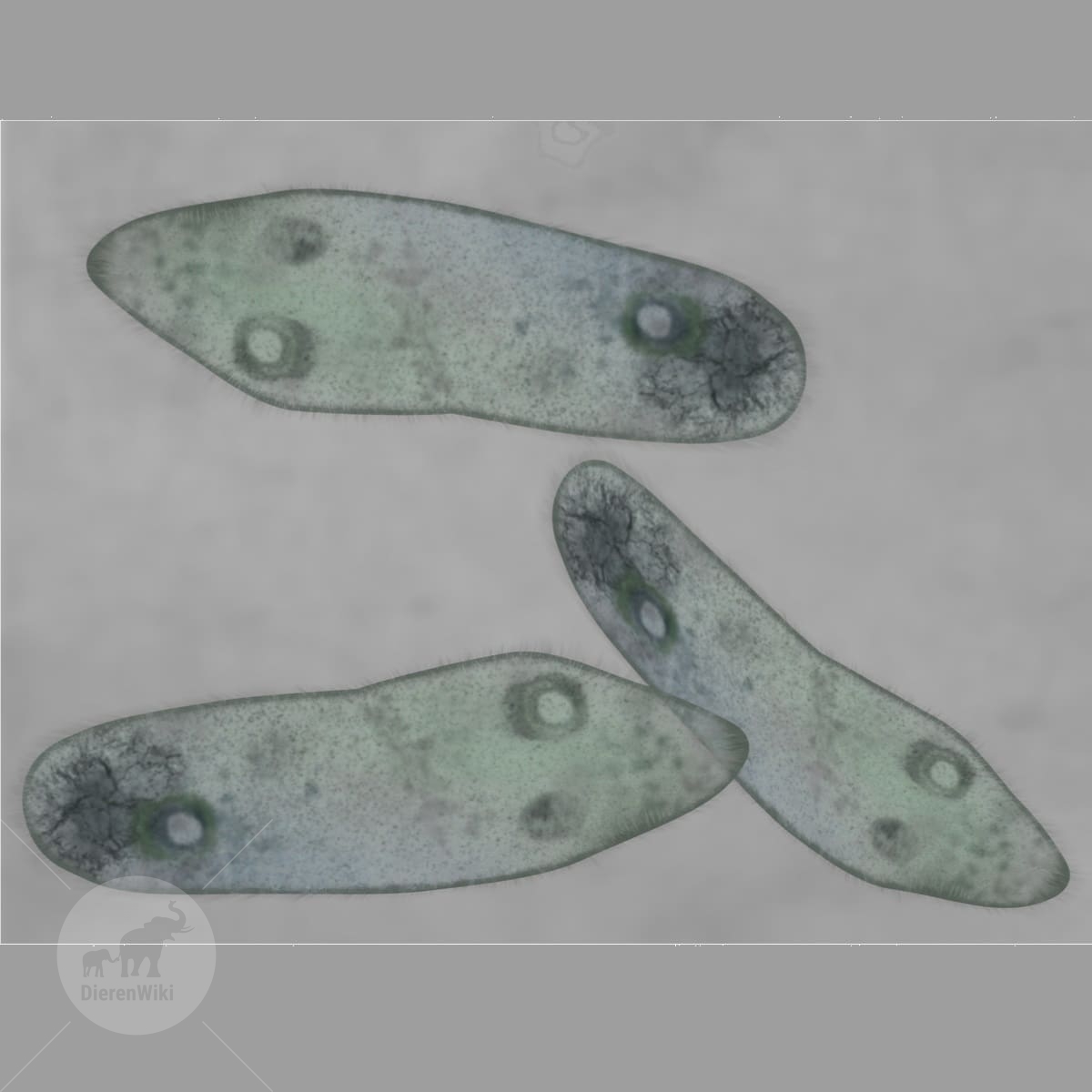 Eencelligen | DierenWiki | Eencelligen (pantoffeldiertje)