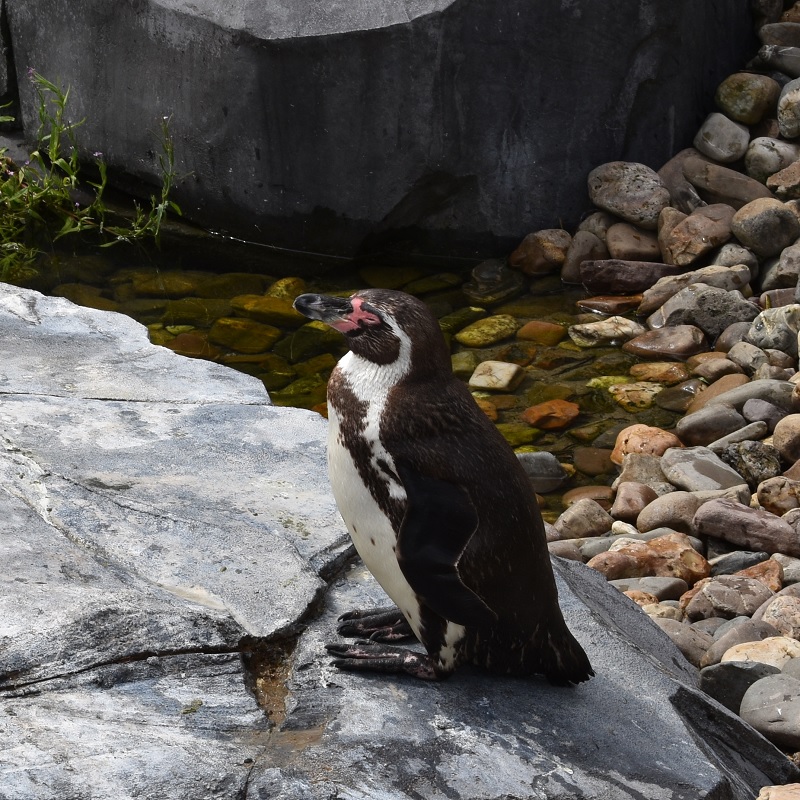 Pinguïns | DierenWiki | Vogels | Pinguïns
