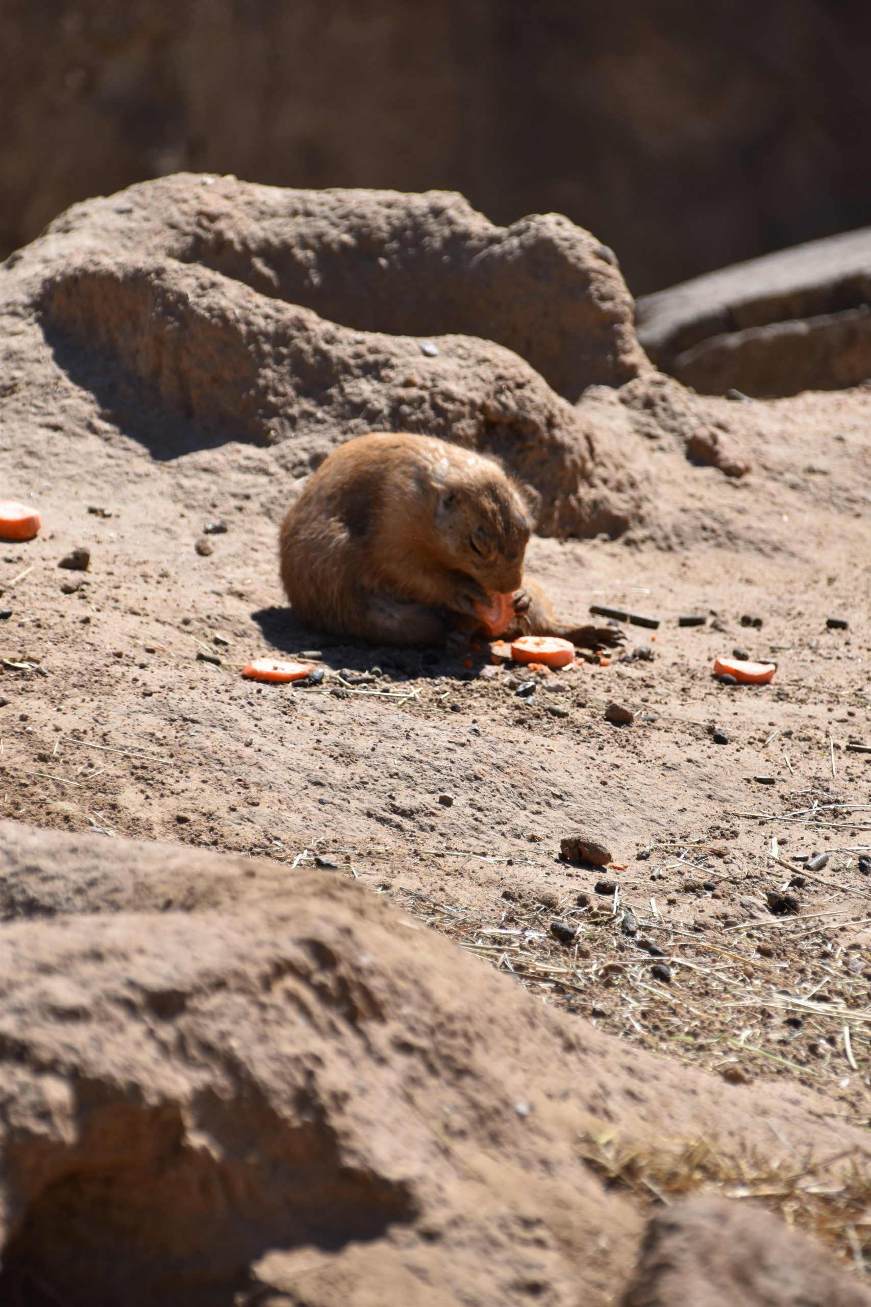 Prairiehonden | DierenWiki | Knaagdieren > Prairiehonden