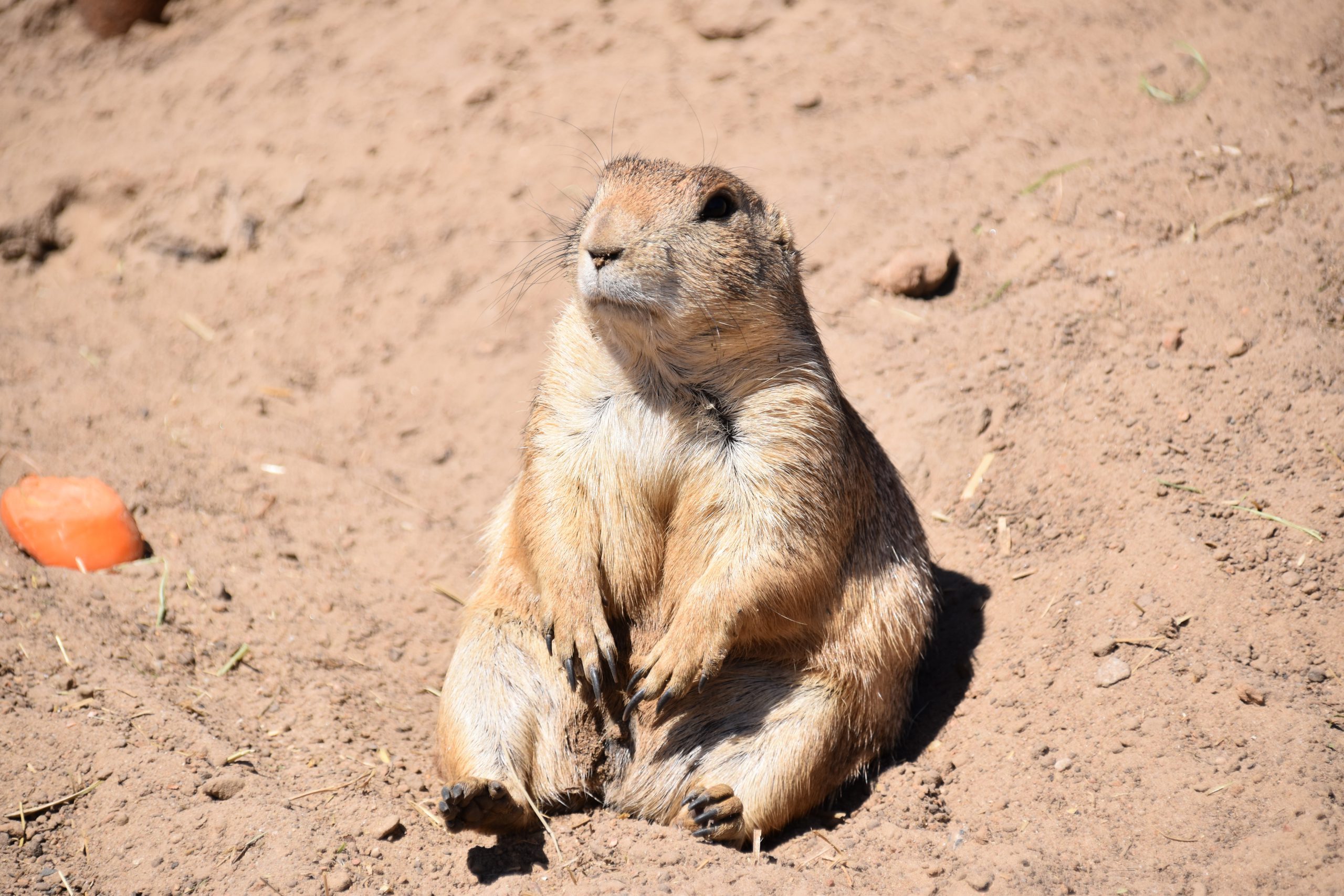 Prairiehonden zittend | DierenWiki