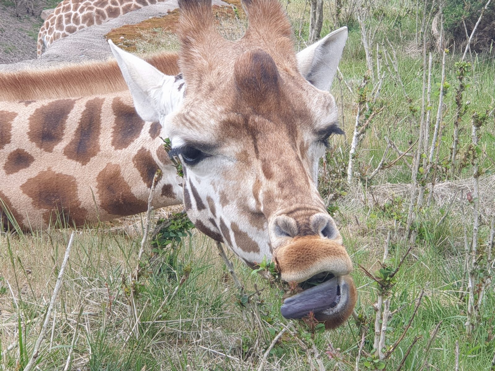 Giraffen | DierenWiki - Evenhoevige dieren - Giraffen