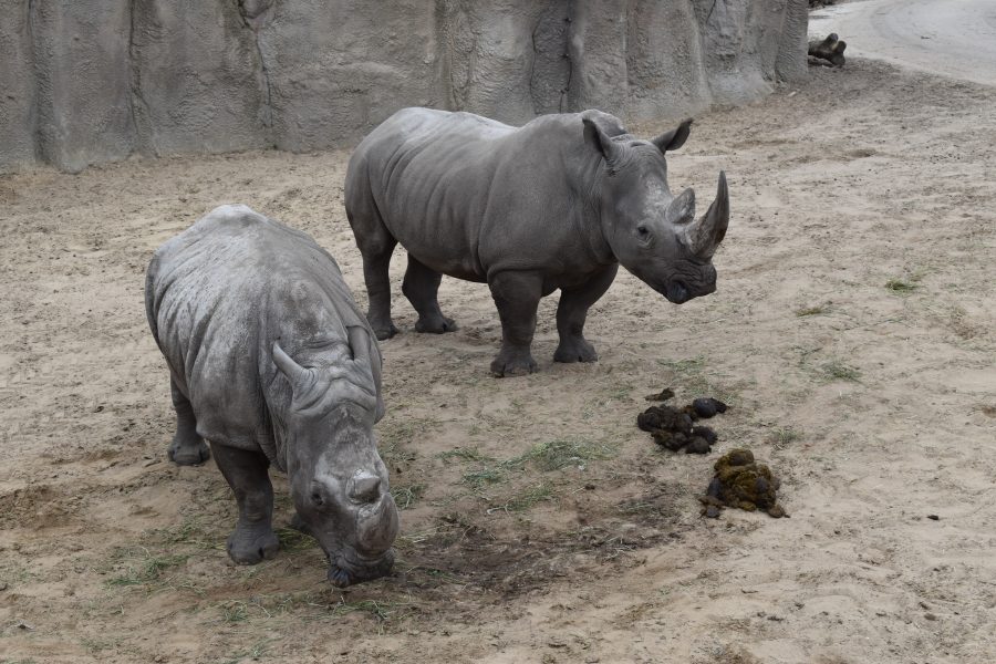 WITTE NEUSHOORN | DierenWiki - WITTE NEUSHOORN