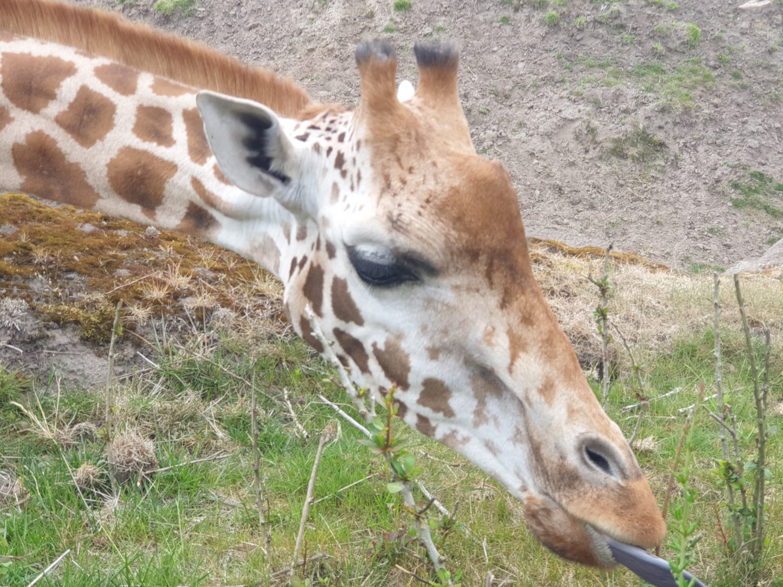 Giraffen | DierenWiki - Evenhoevige dieren - Giraffen