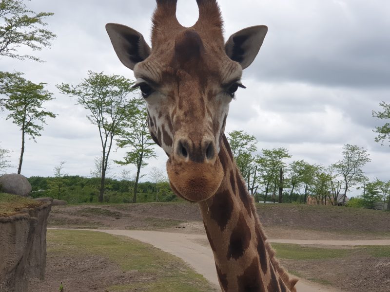 Giraffen | DierenWiki - Evenhoevige dieren - Giraffen